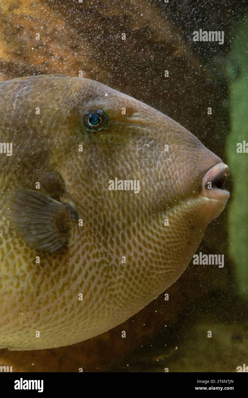 Grey triggerfish hi-res stock photography and images - Alamy