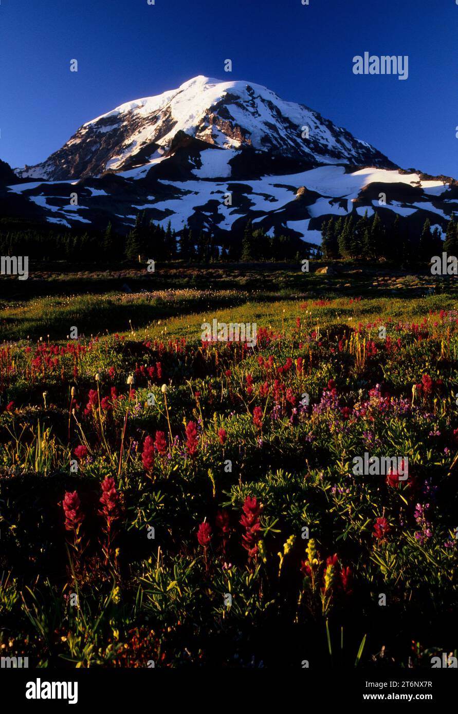 Mt Rainier from Spray Park, Mt Rainier National Park, Washington Stock ...
