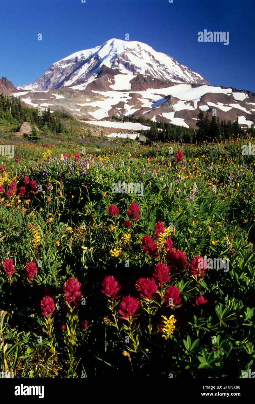 Mt Rainier from Spray Park, Mt Rainier National Park, Washington Stock ...