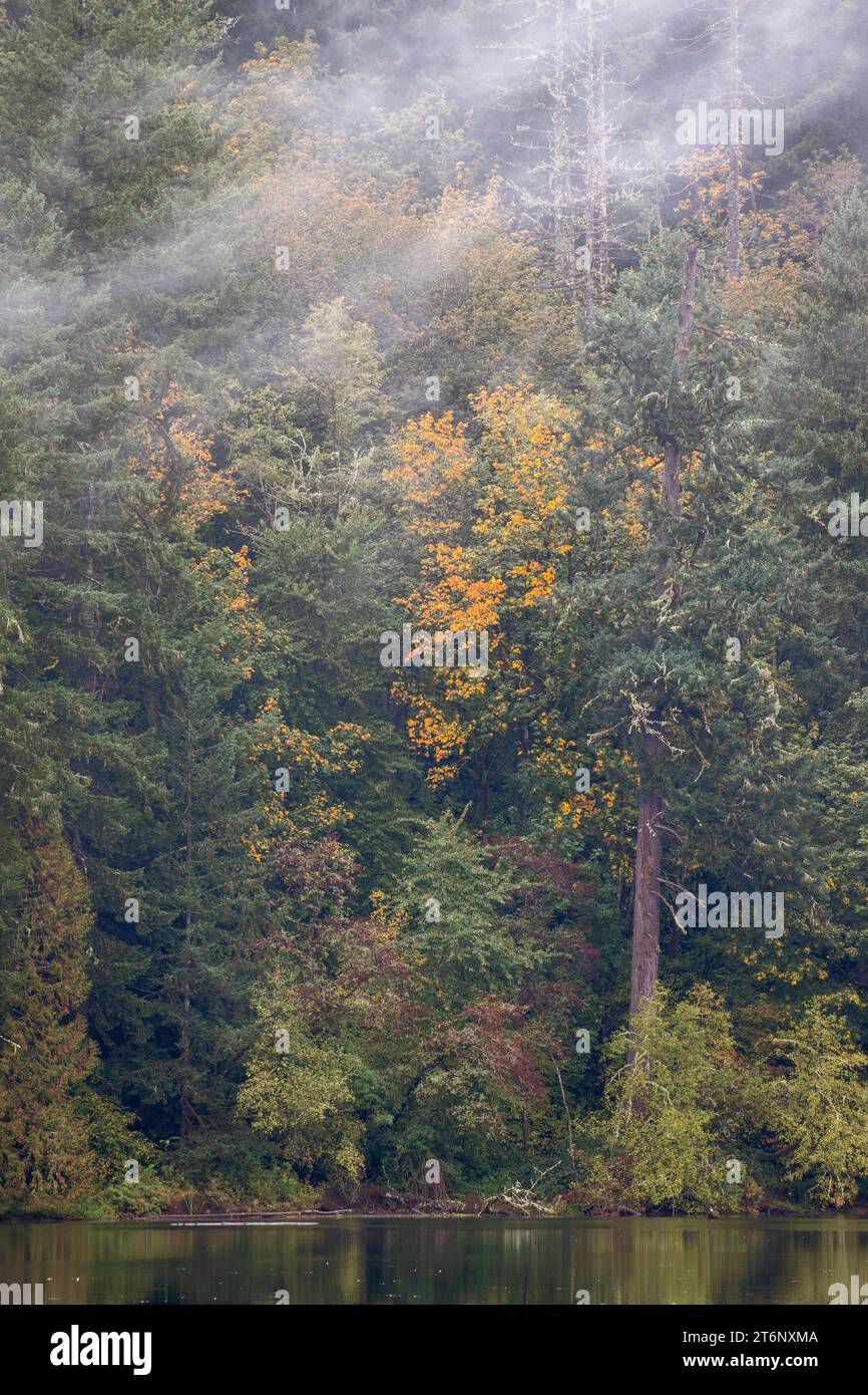 Fall Foliage Peaks Out Through the Evergreen Trees at Battle Ground ...