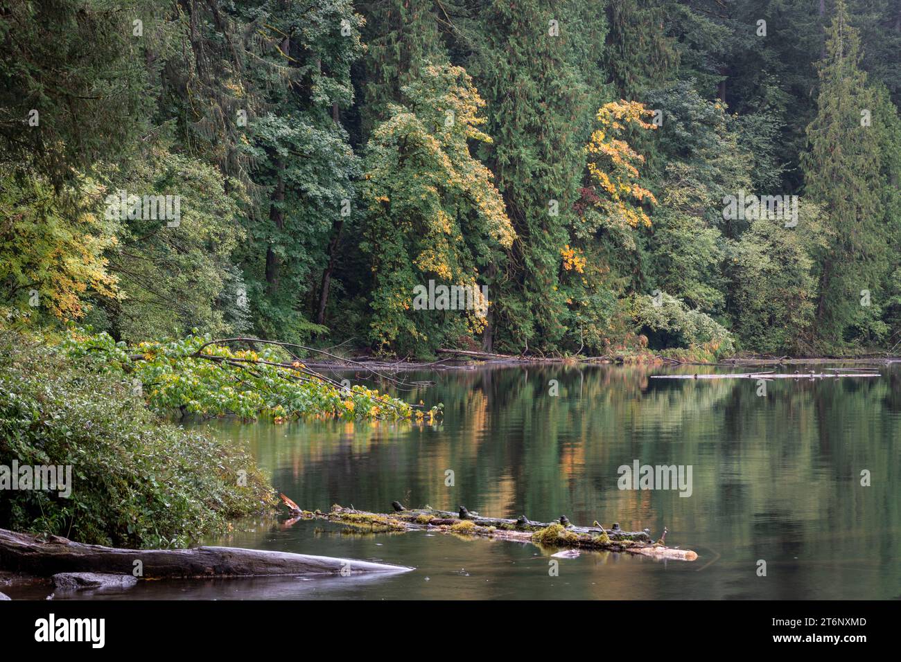 Fall Foliage Peaks Out Through the Evergreen Trees at Battle Ground ...