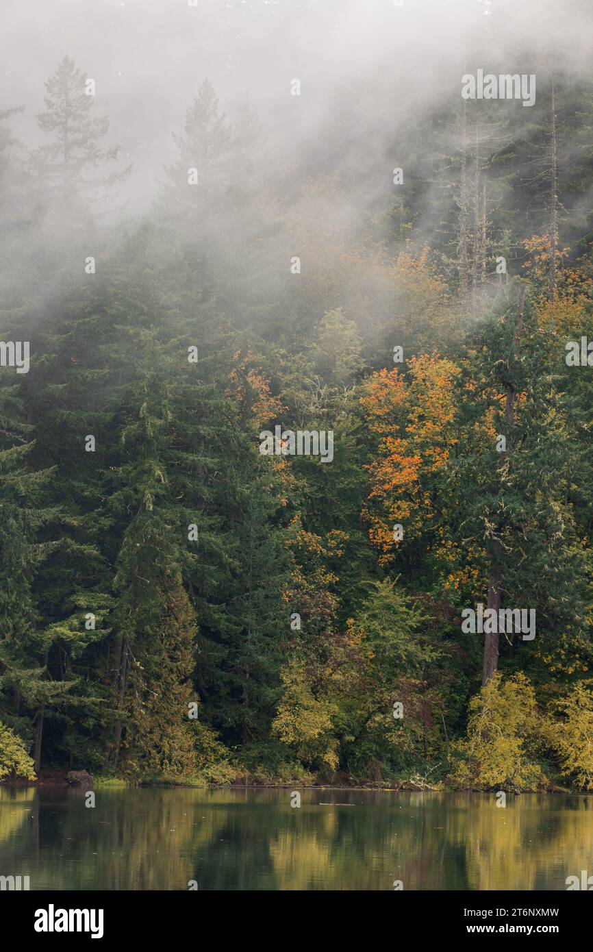 Fall Foliage Peaks Out Through the Evergreen Trees at Battle Ground ...