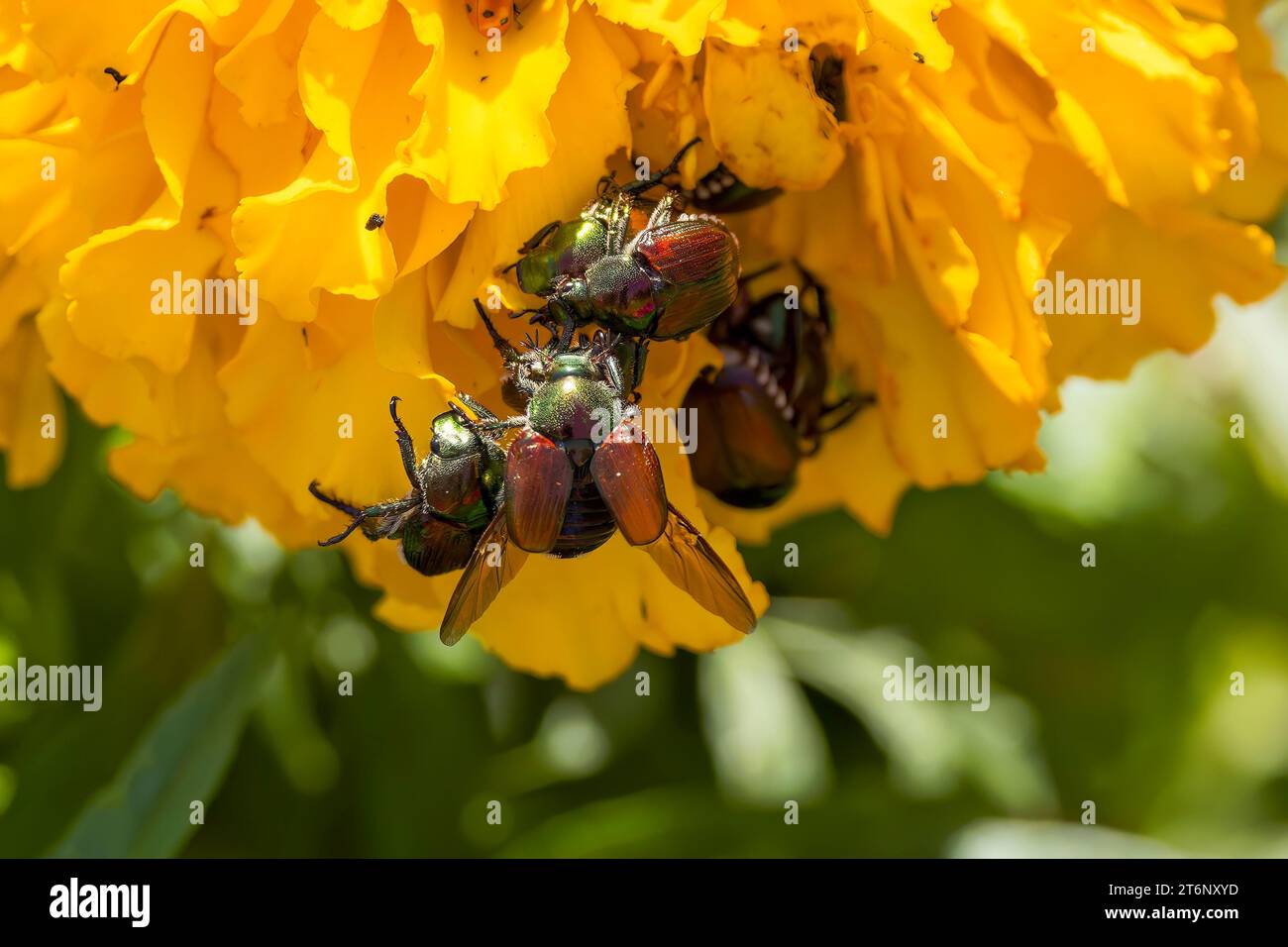 The Japanese beetle (Popillia japonica) is a species of scarab beetle ...