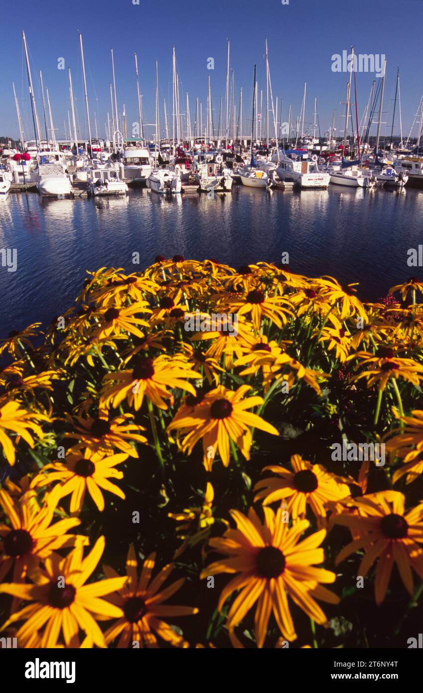 Marina with Rudbeckia, Blaine Marina, Blaine, Washington Stock Photo ...