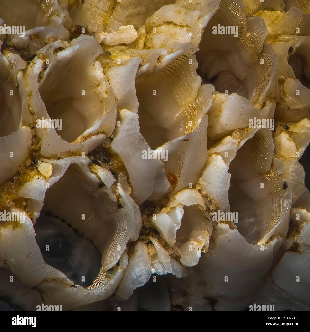 Barnacle shell hi-res stock photography and images - Alamy