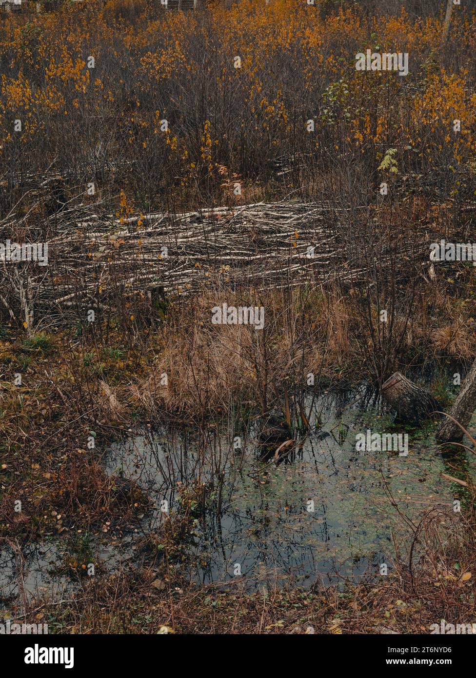 Birch swamp hi-res stock photography and images - Alamy