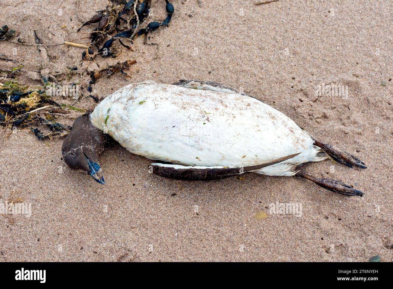 Dead birds beach hi-res stock photography and images - Alamy
