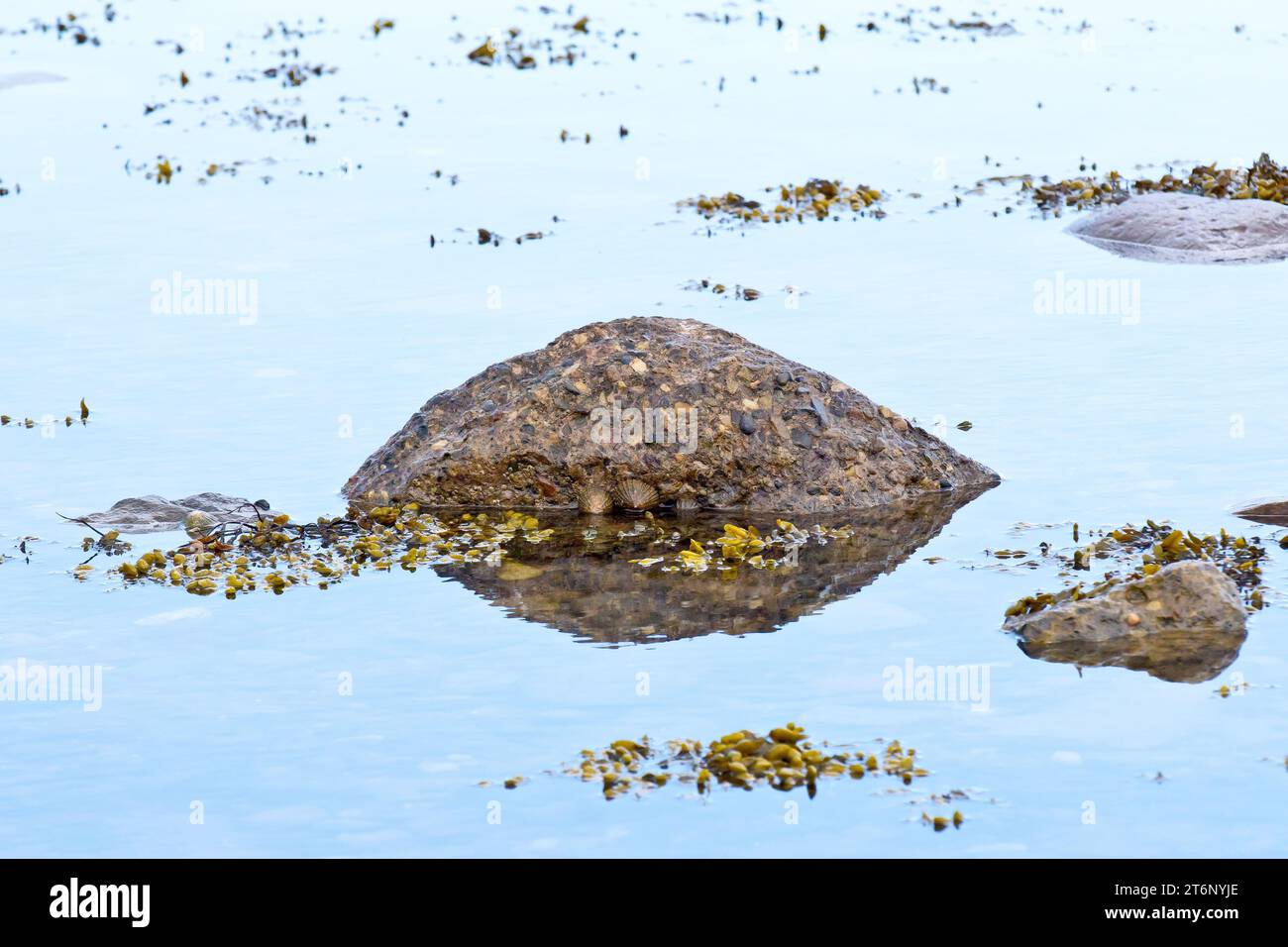 Water seaweed rocks hi-res stock photography and images - Alamy