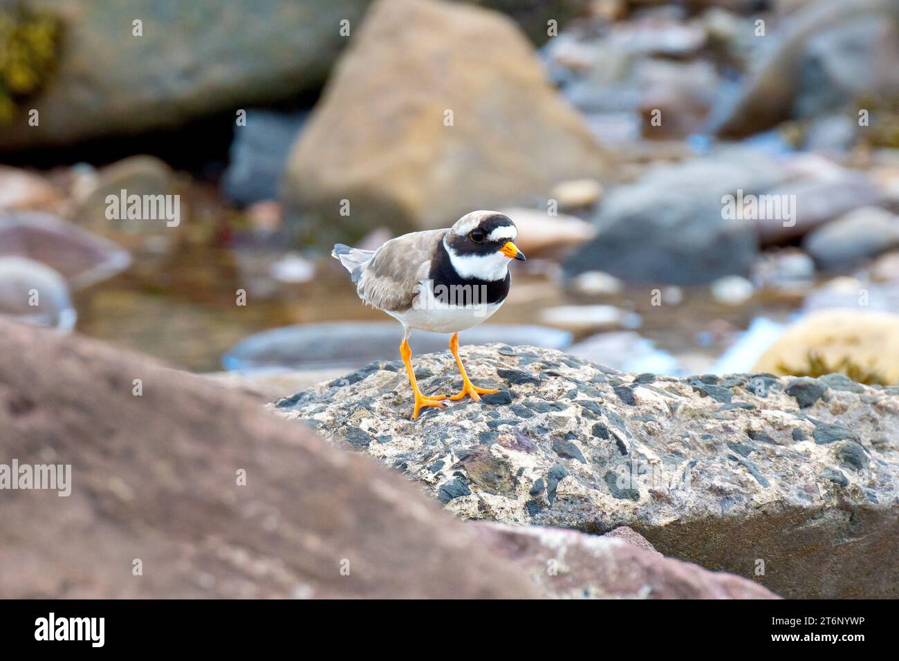 Ringed Plover (charadrius hiaticula), close up of a solitary specimen ...
