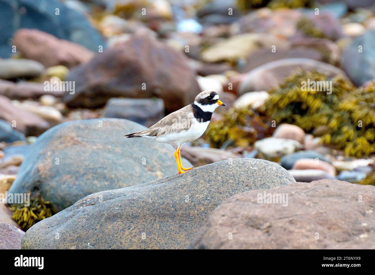Ringed Plover (charadrius hiaticula), close up of a solitary specimen ...