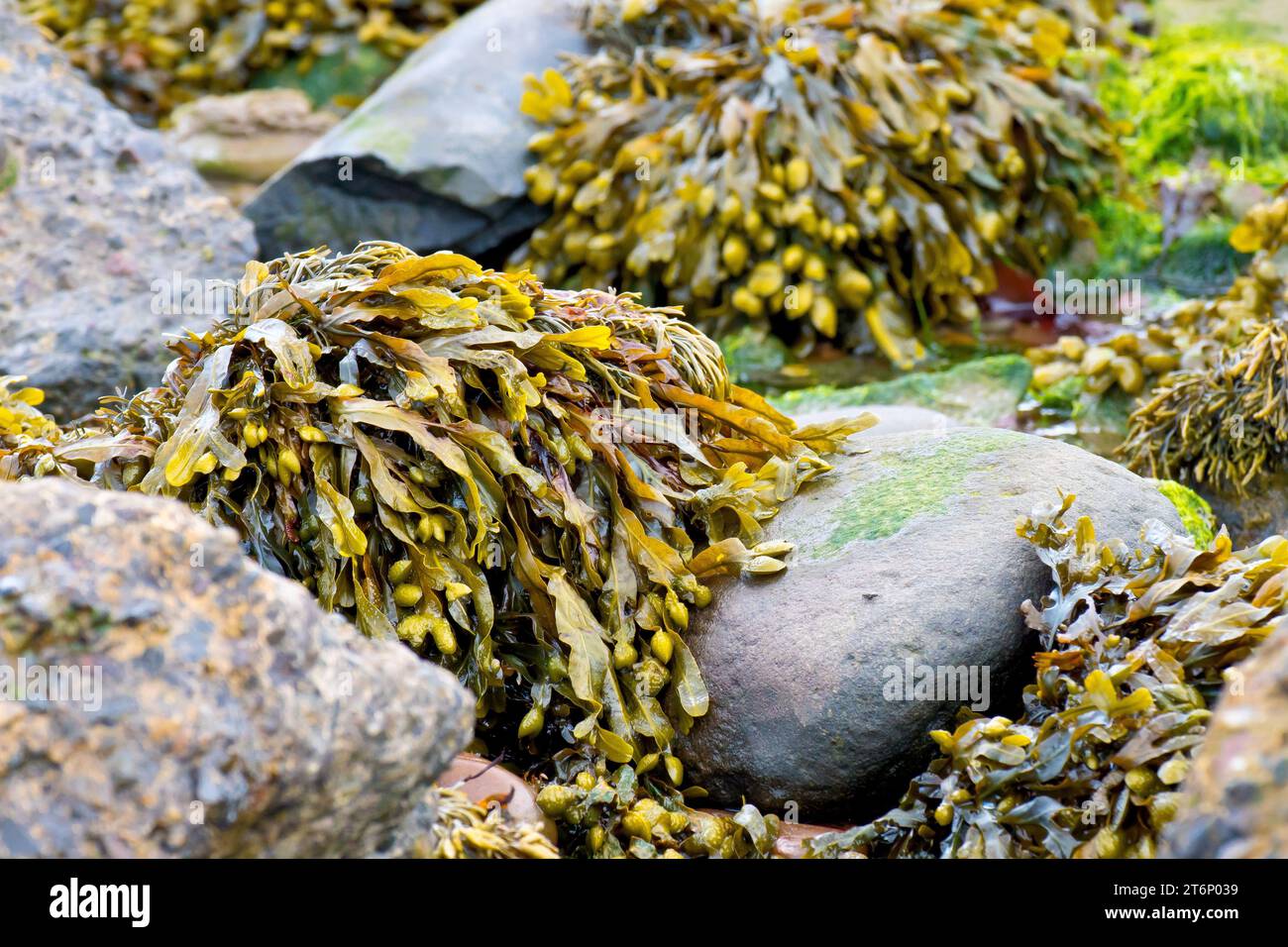Spiral wrack hi-res stock photography and images - Alamy