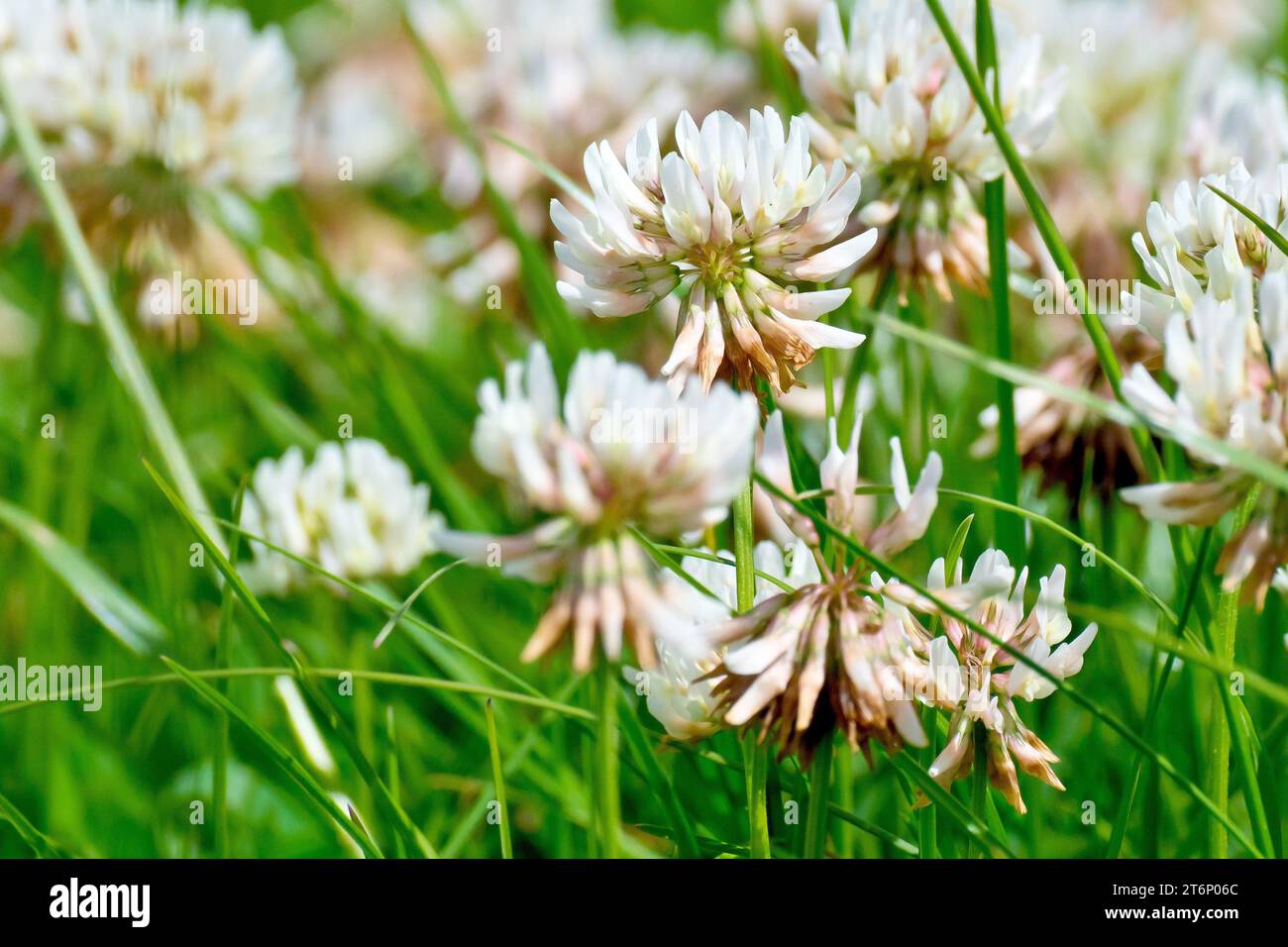 White Clover (trifolium repens), also known as Dutch Clover, close up ...