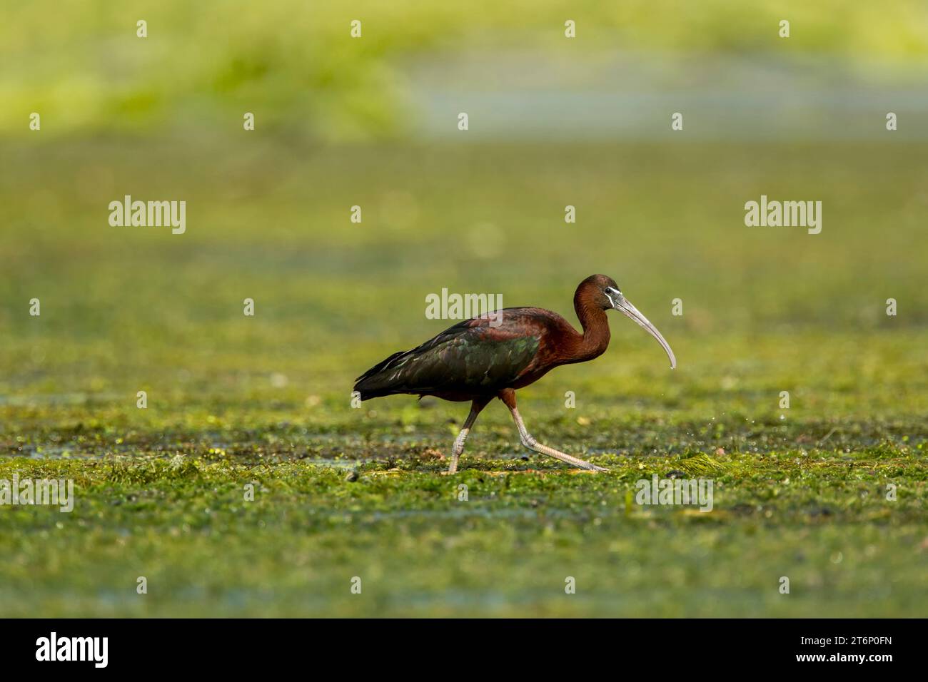 Wetland lagoons hi-res stock photography and images - Alamy