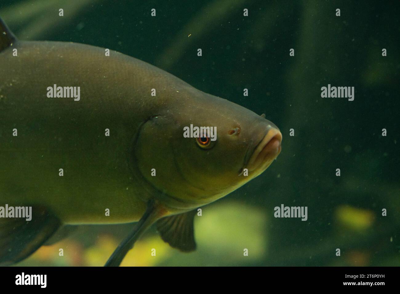 close up of the head of a tench Stock Photo - Alamy