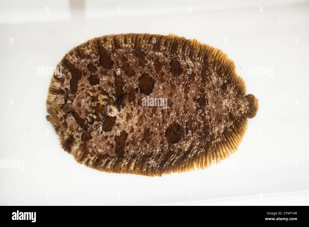 Topknot flatfish hi-res stock photography and images - Alamy