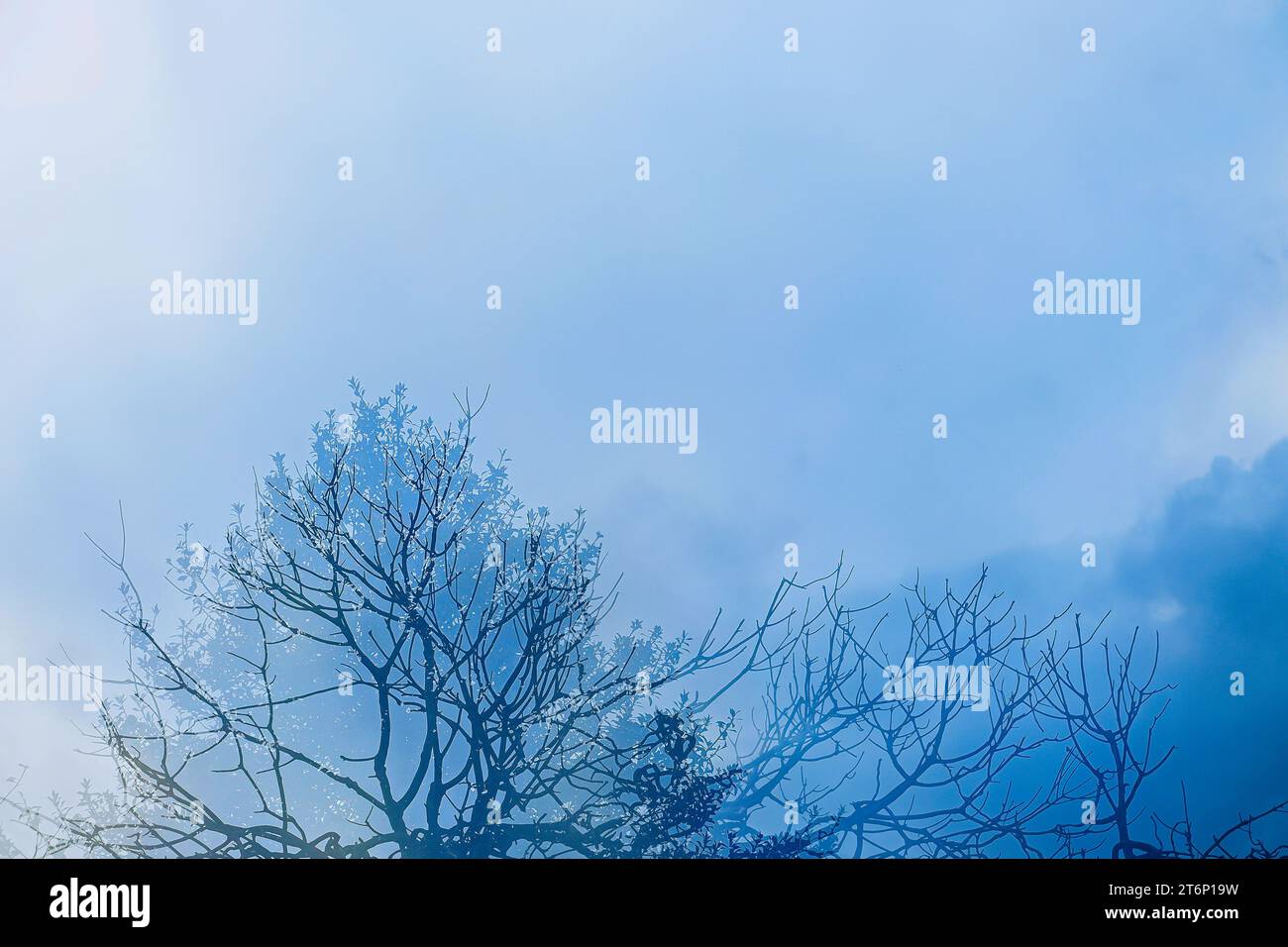 Double exposure blended with nature, trees form, creative art of beauty ...