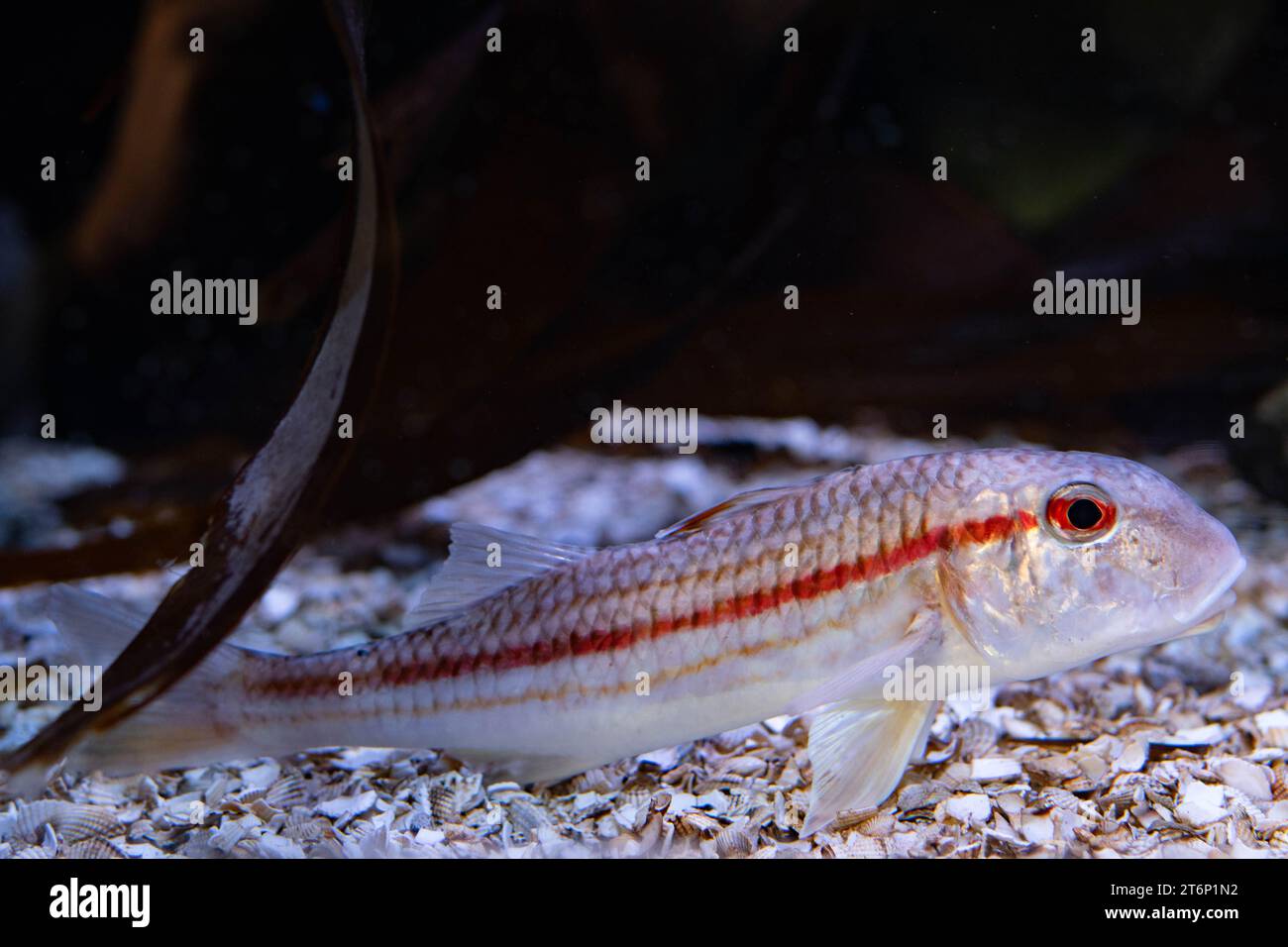 red mullet in a aquarium Stock Photo - Alamy
