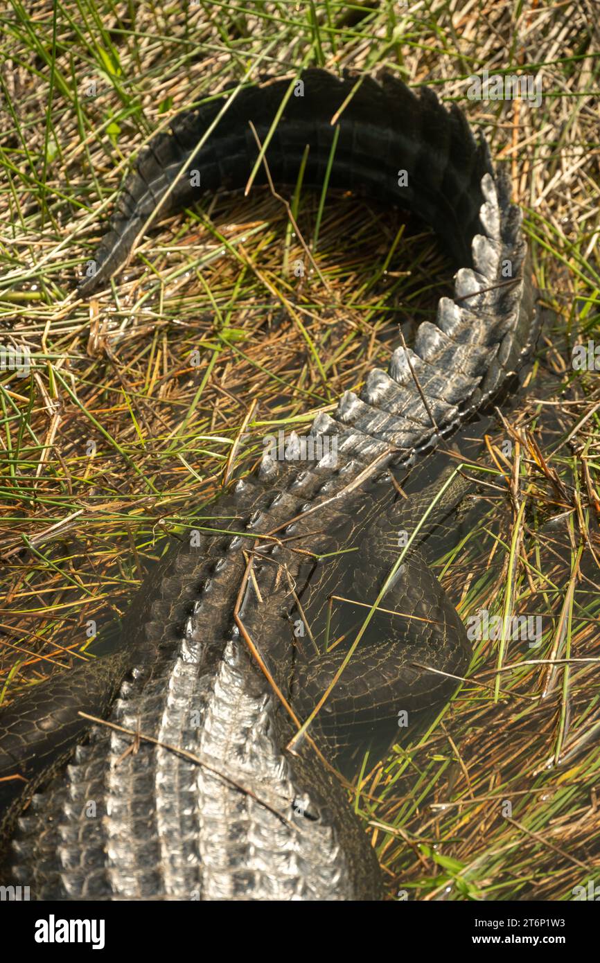 Question Mark of Alligator Tail on Swampy Ground Stock Photo - Alamy