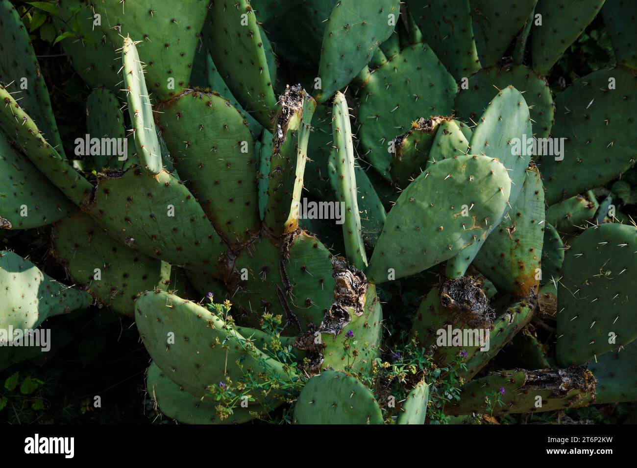 Bozano, Merano is the beautiful and famous place to go Stock Photo - Alamy