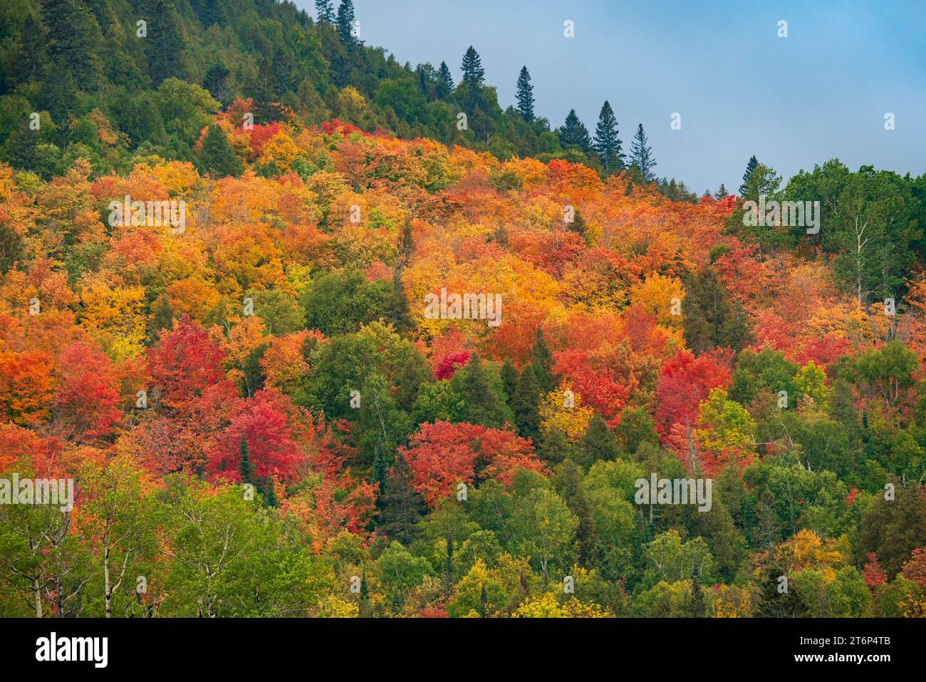 The gondola lift up Moose Mountain with fall foliage color at the ...