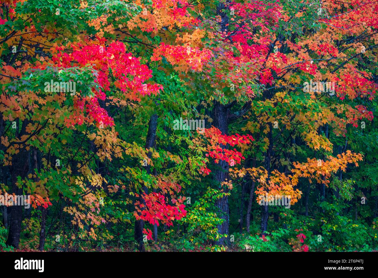 Fall foliage color in the forests above the north shore of Lake ...