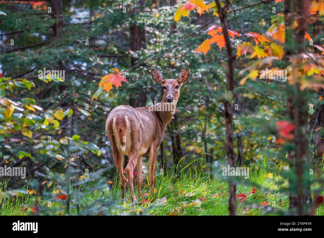 A deer in the forest with fall foliage color along the north shore of ...