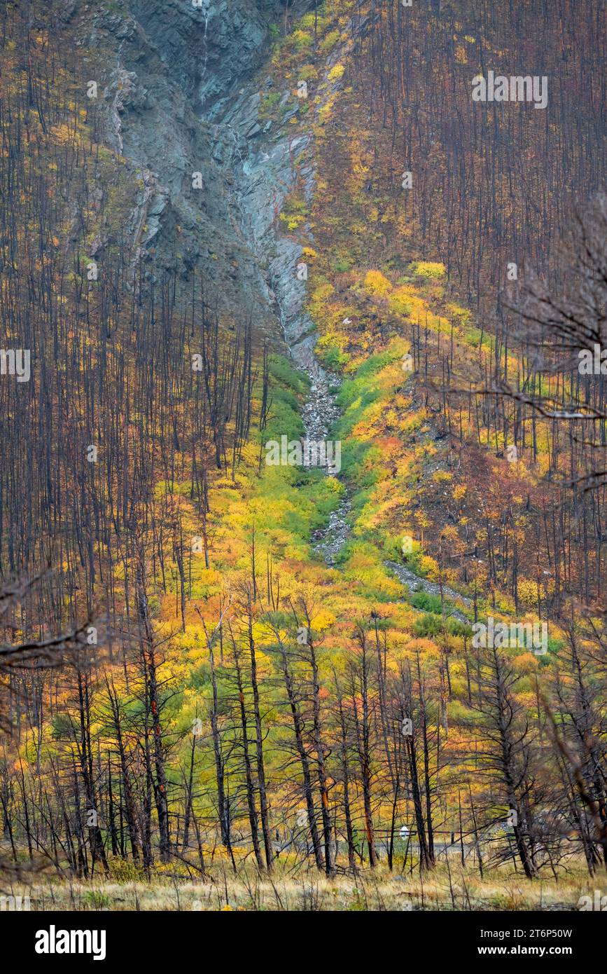 Snow line on the mountains of Waterton Lakes National Park with fall ...