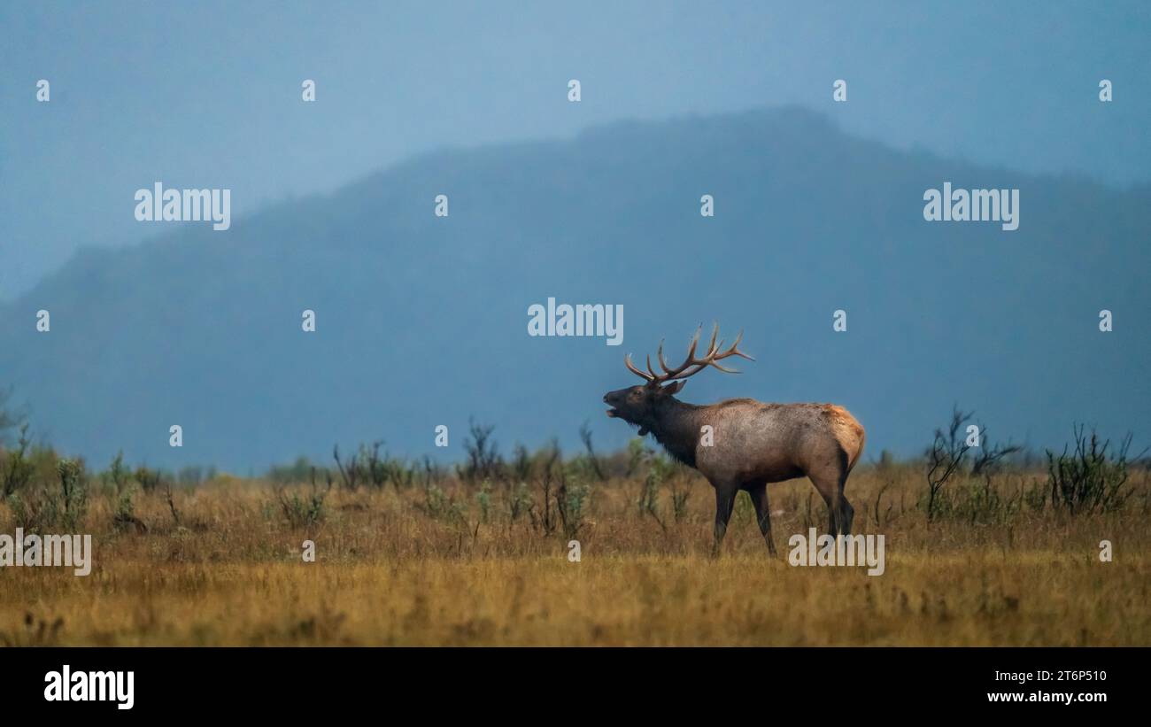 Elk during the fall rutting season in Waterton Lakes National Park ...