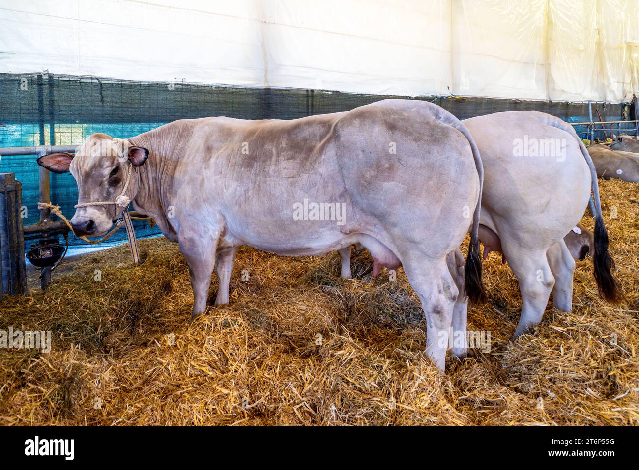 Dairy cattle called cows hi-res stock photography and images - Alamy