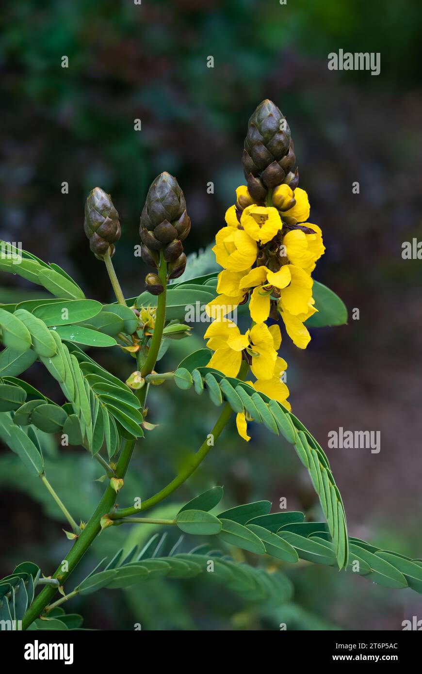 African senna flowers in the English Gardens of Assiniboine Park ...