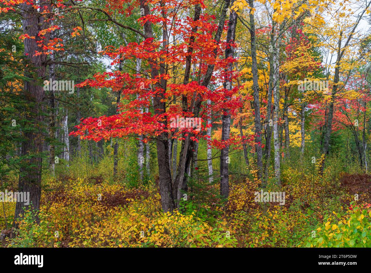 Fall foliage color in northern Minnesota near International Falls, USA ...