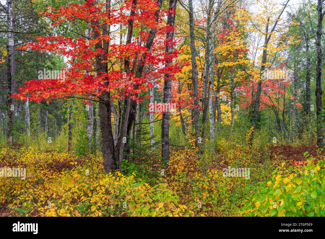Fall foliage color in northern Minnesota near International Falls, USA ...