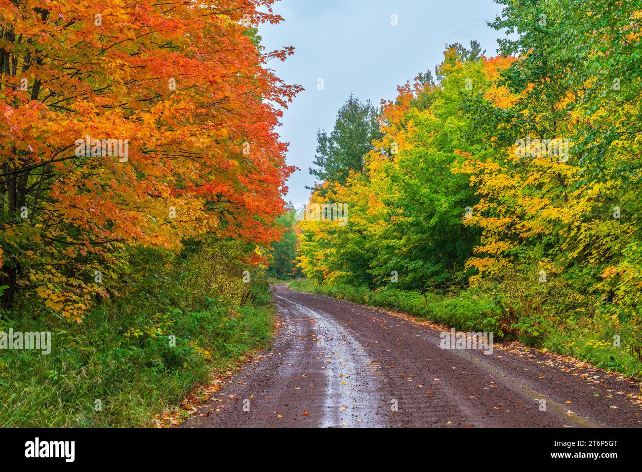 Fall foliage color in the forests above the north shore of Lake ...