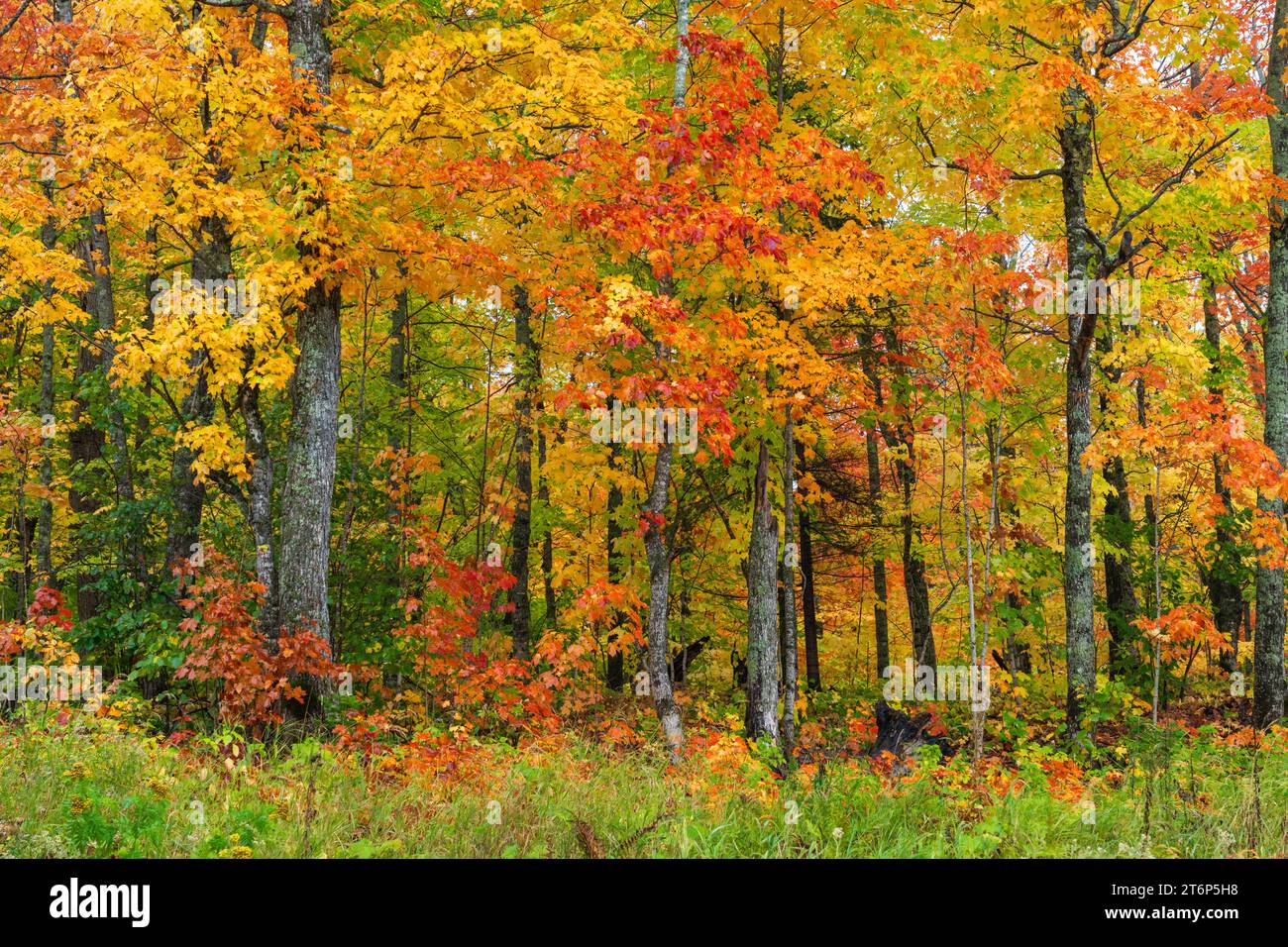 Fall foliage color in the forests above the north shore of Lake ...