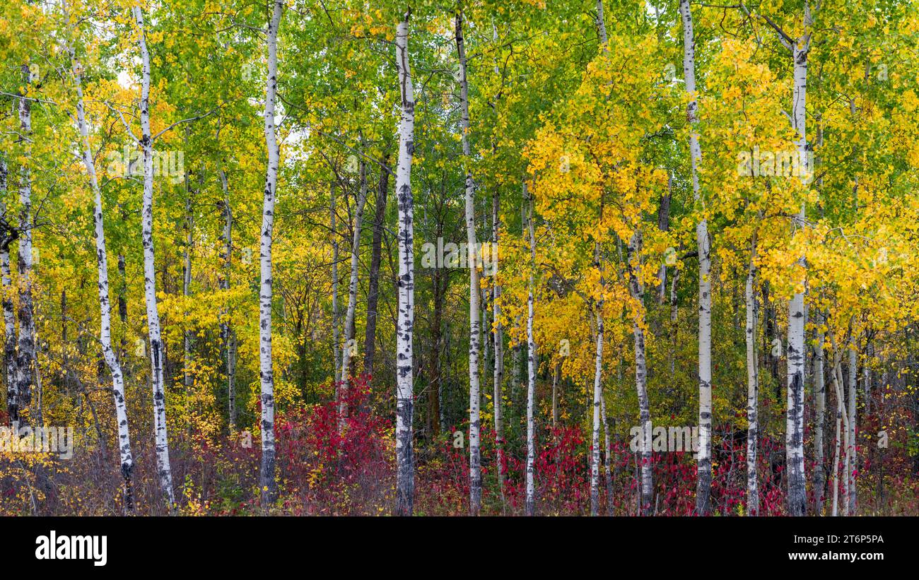 Aspen forest in fall hi-res stock photography and images - Alamy