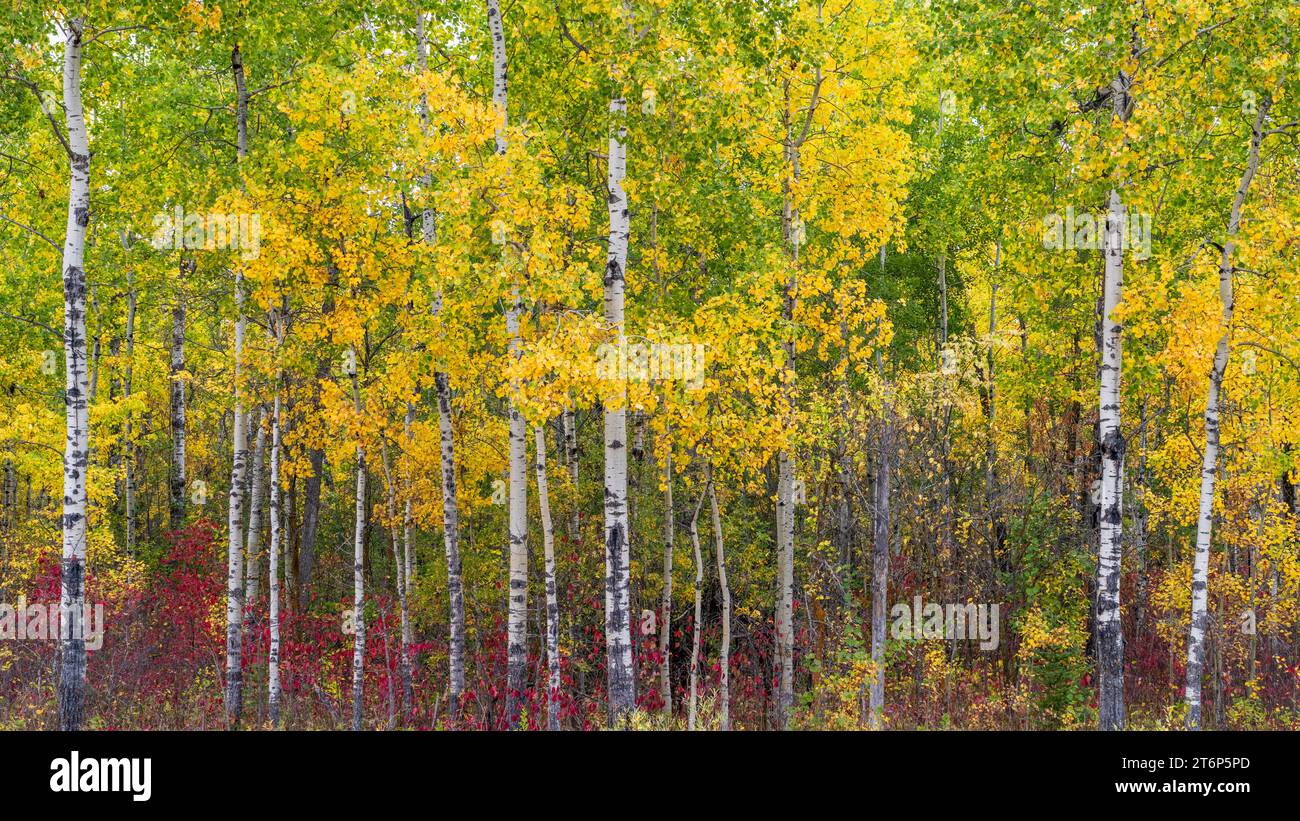 Aspen forest in fall hi-res stock photography and images - Alamy