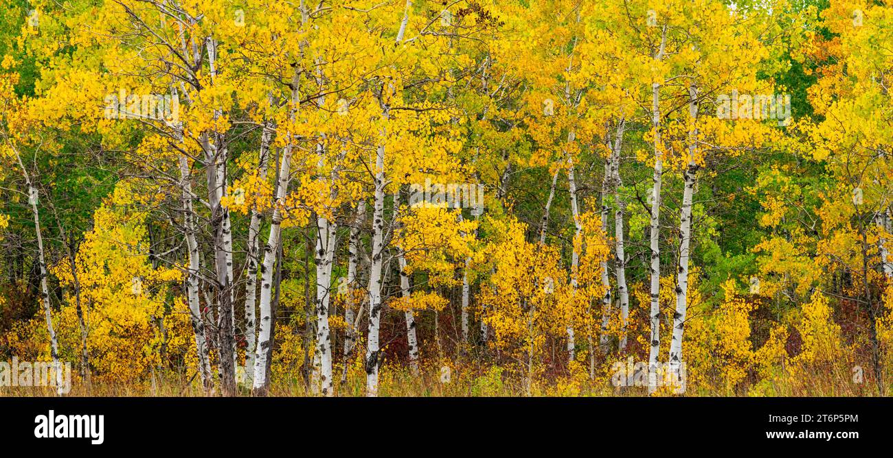 Aspen forest in fall hi-res stock photography and images - Alamy