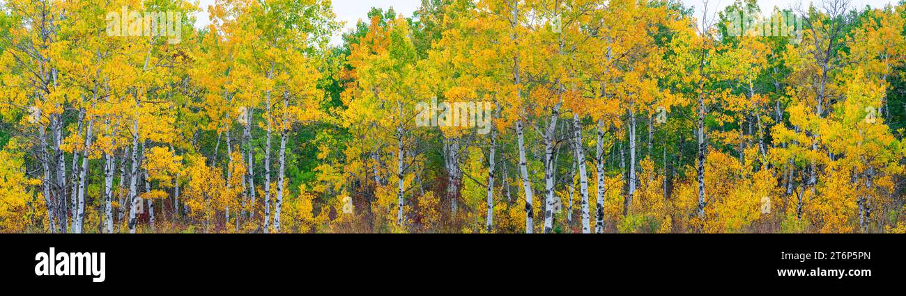 An aspen forest in fall foliage near Piney, Manitoba, Canada Stock ...