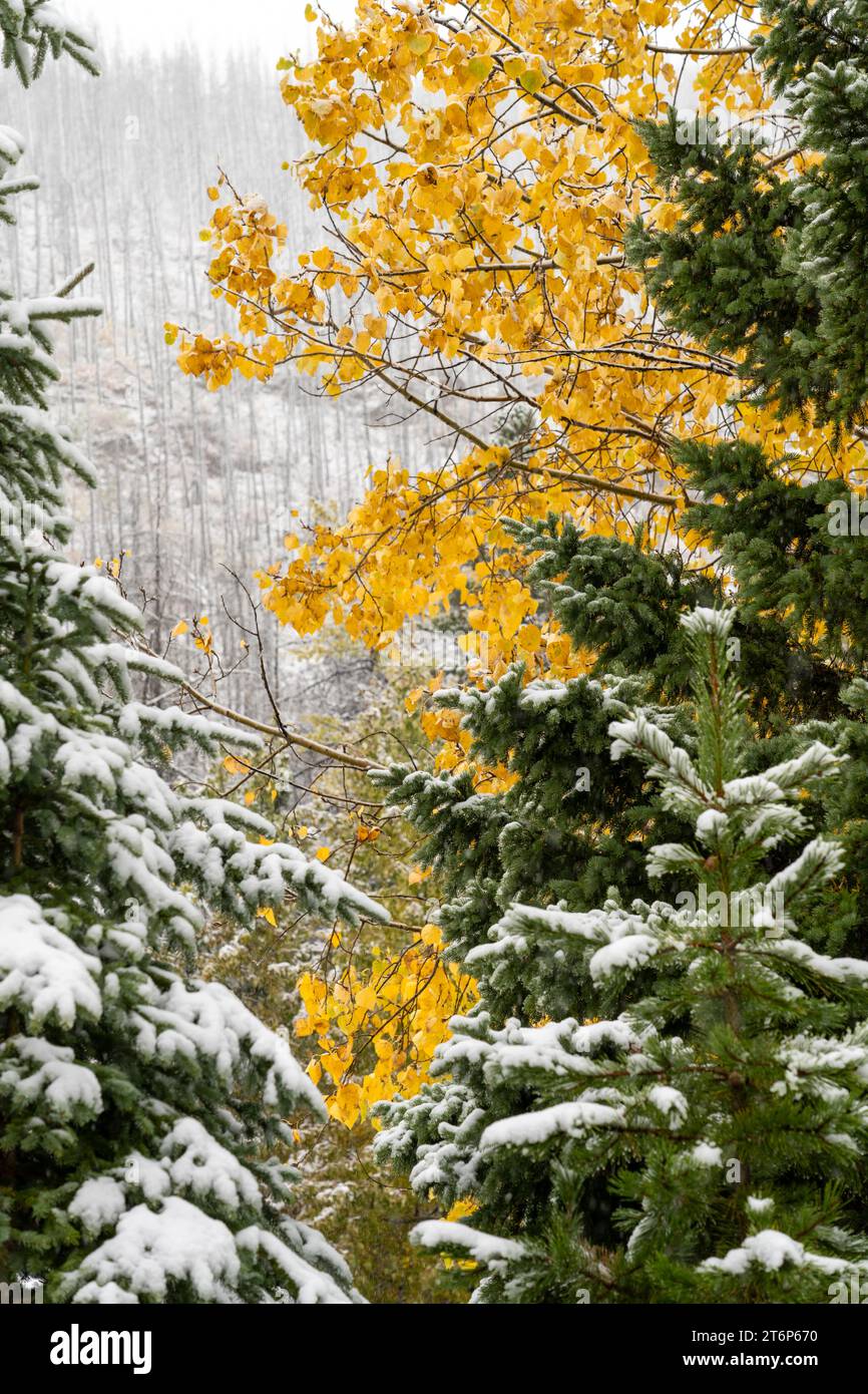The first snowfall of the season in the higher elevations of Waterton ...