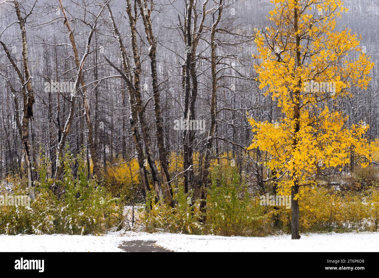 The first snowfall of the season in the higher elevations of Waterton ...
