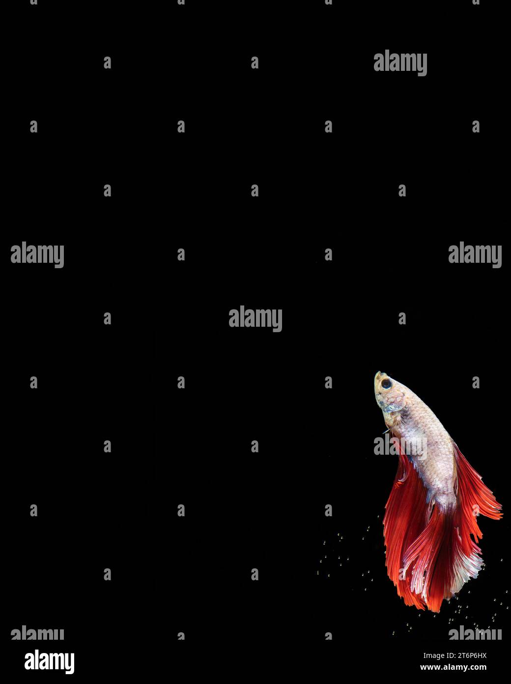 Southeast asian dress hi-res stock photography and images - Alamy