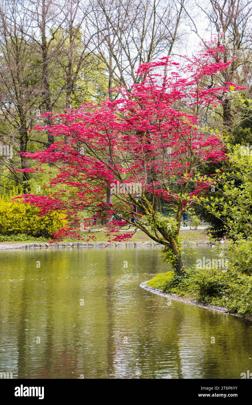 Cherry tree planted by river Stock Photo - Alamy