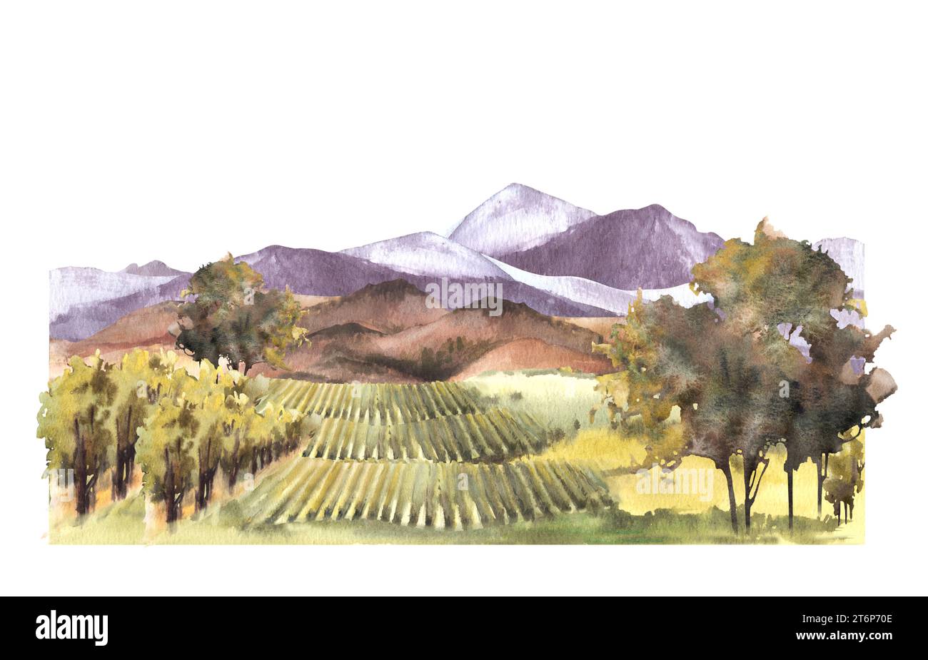 Watercolor landscape with grape fields, vineyards, bushes, trees, grape ...