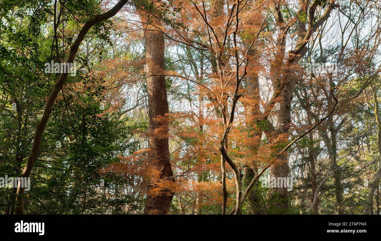 Forest with trees close up 3 Stock Photo - Alamy