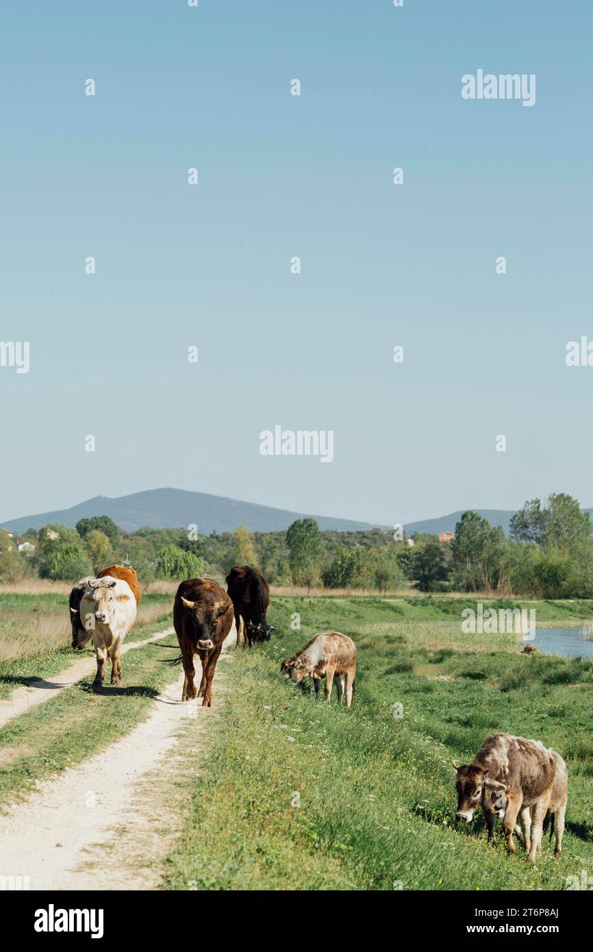 Long shot cows walking dirt road Stock Photo - Alamy