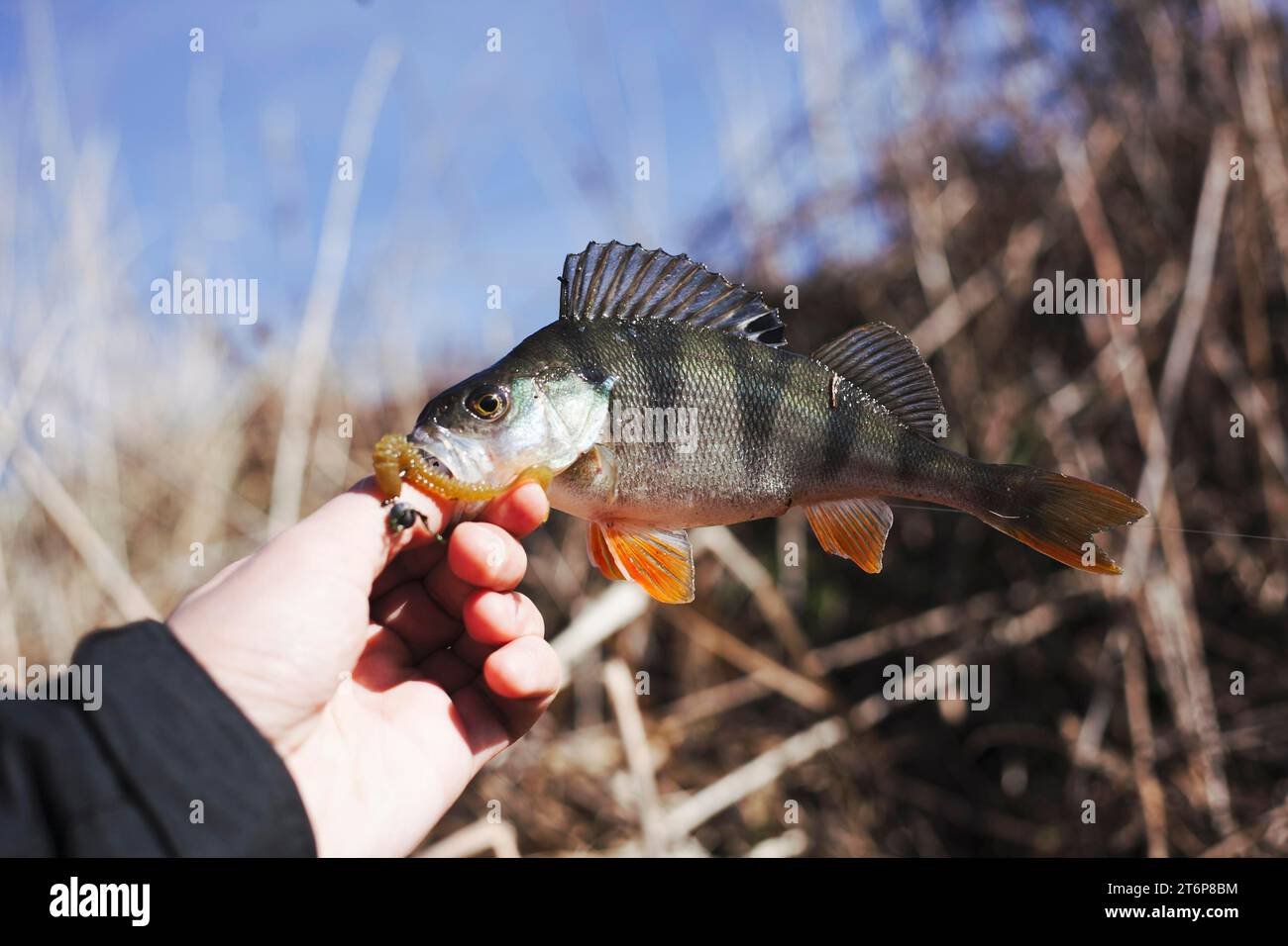Human hand holding fresh caught fish Stock Photo - Alamy