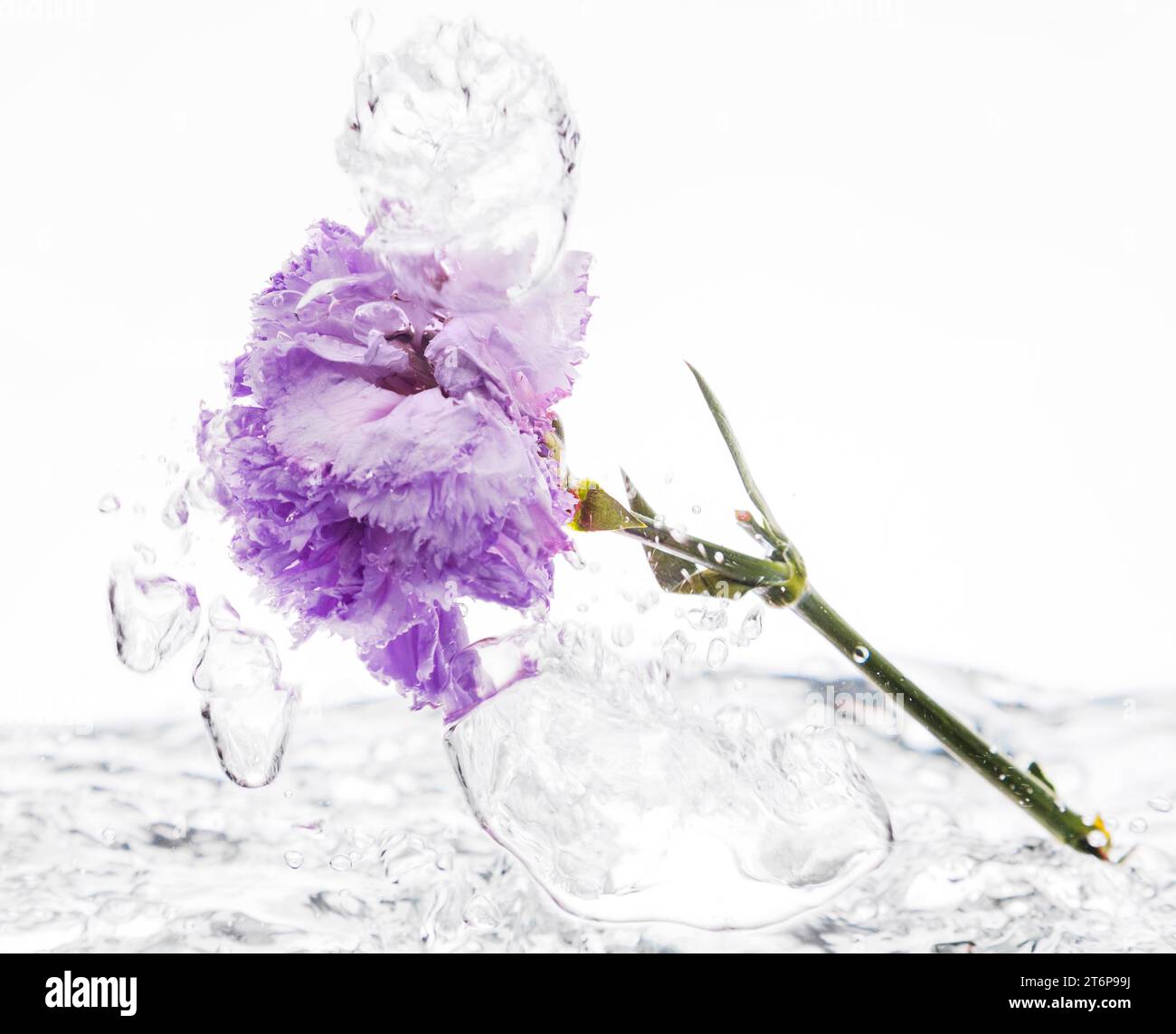 Purple carnation falling into water Stock Photo - Alamy