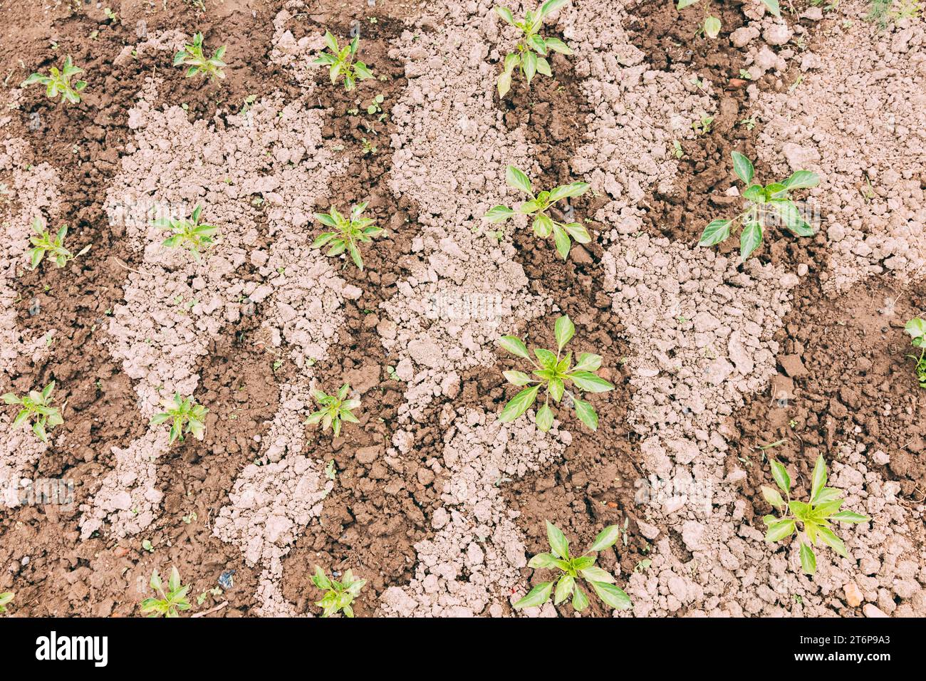 Seedlings growing wet soil Stock Photo - Alamy