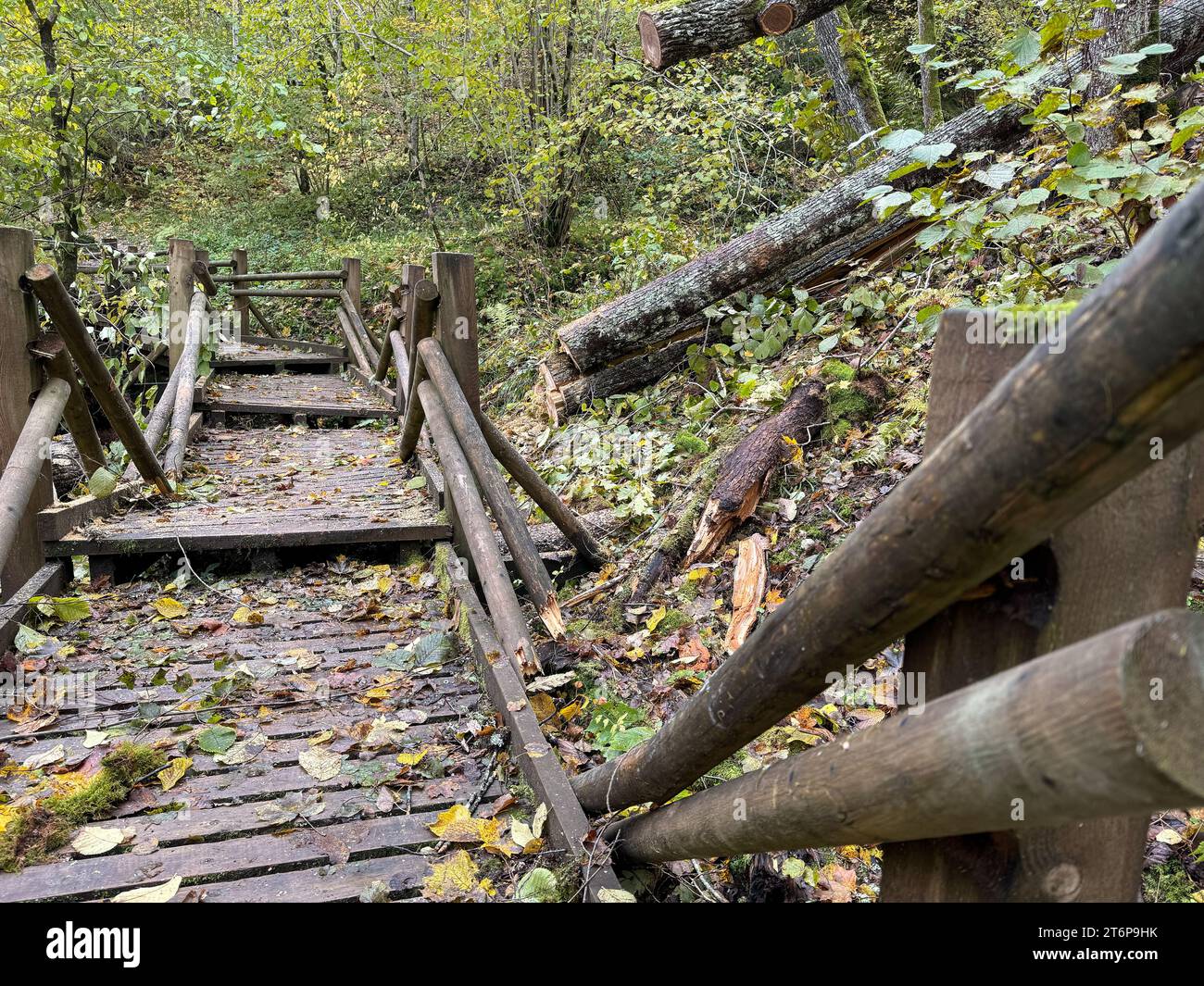 Damage on a nature trail. Broken and knocked down trees Stock Photo - Alamy