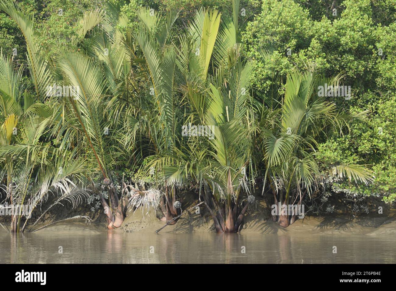 Golpata tree in Sundarban, Khulna, Bangladesh Stock Photo - Alamy